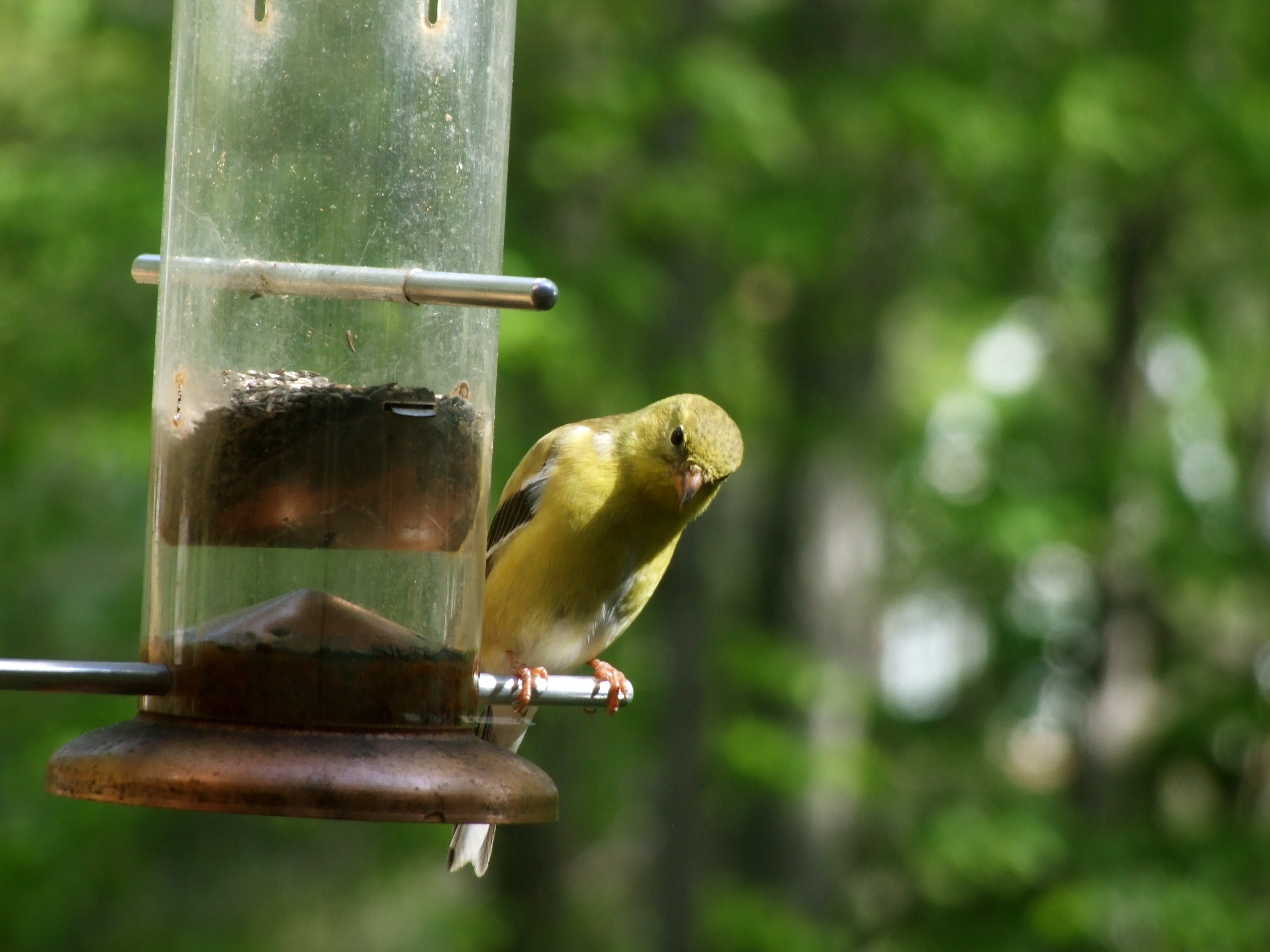 Crawling out of bed tired | edenstream.com - catherine whittier